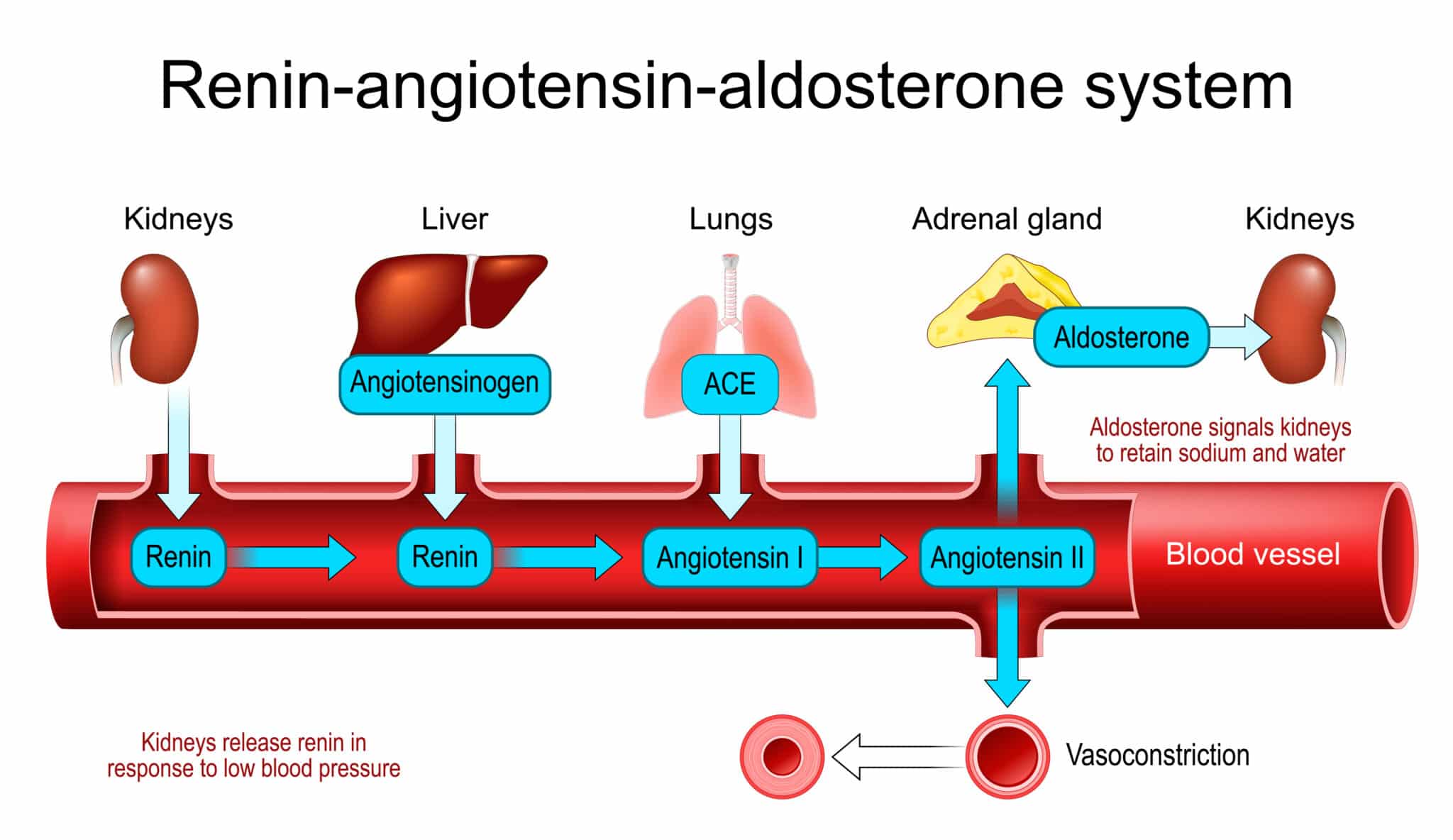 ACE Inhibitors vs ARBs: Mechanism, Uses, Contraindications & Side Effects