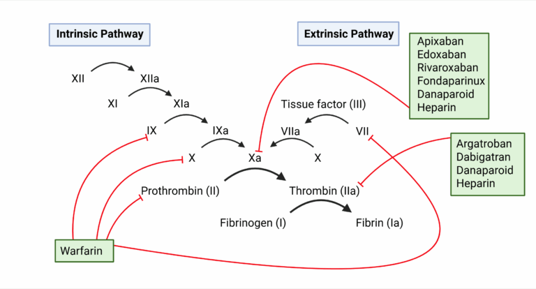 DOACs Explained: Apixaban, Rivaroxaban, Edoxaban & Dabigatran