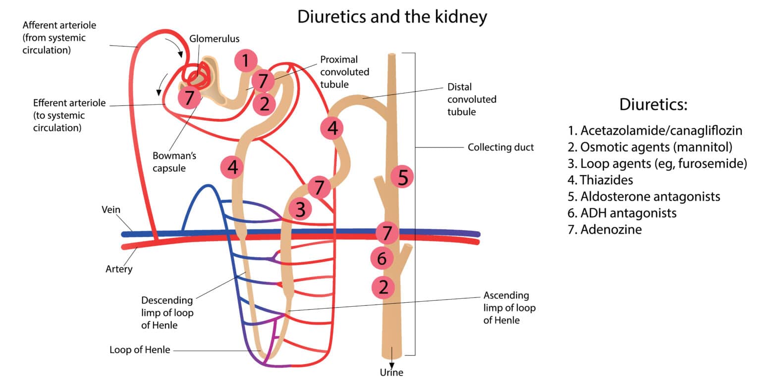 Thiazide and Thiazide-Like Diuretics: Mechanism, Uses, Adverse Effects ...