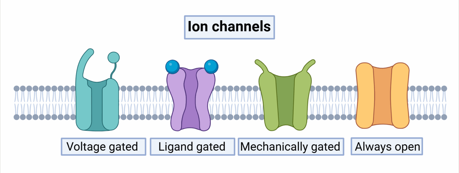 Pharmacodynamics Explained: Ion Channels, Enzymes, Receptors ...