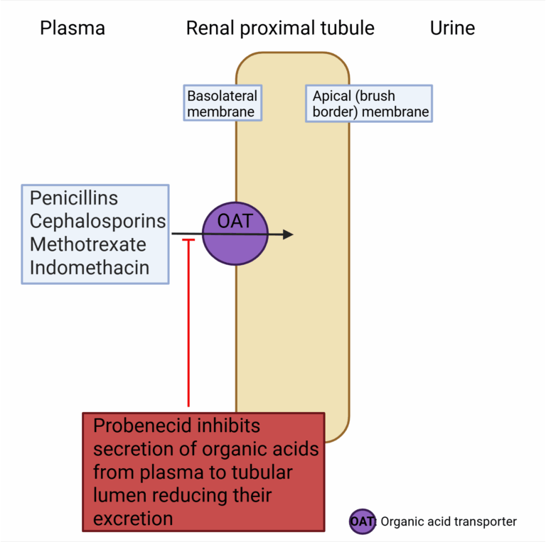 Penicillin Antibiotics: Contraindications, Adverse Effects ...
