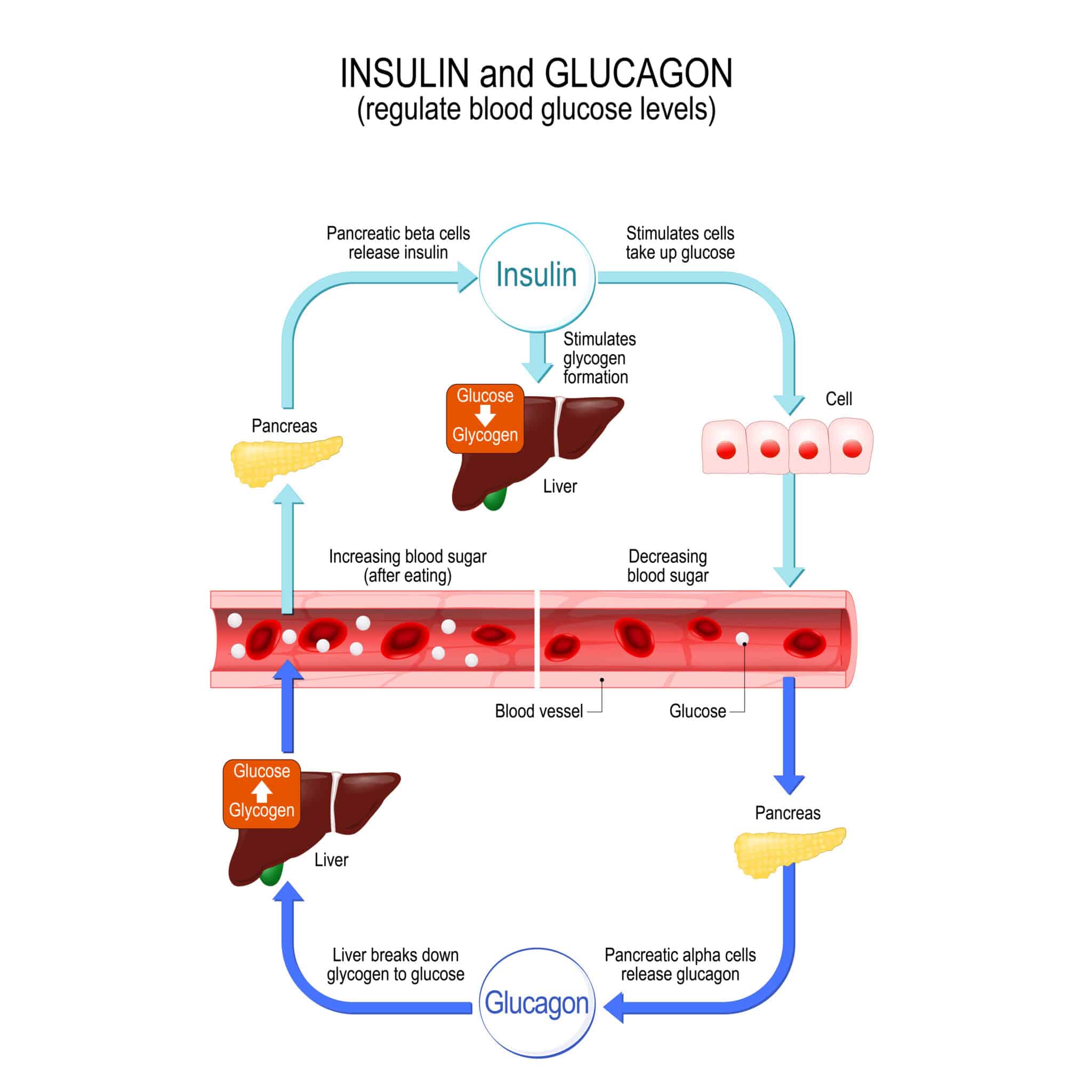 Insulin in Diabetes: Mechanism, Types, Regimens & Adverse Effects Explained