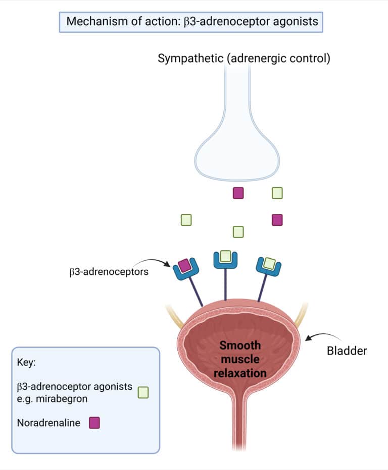 β3-Adrenoceptor Agonists: Mechanism, Uses & Key Interactions ...
