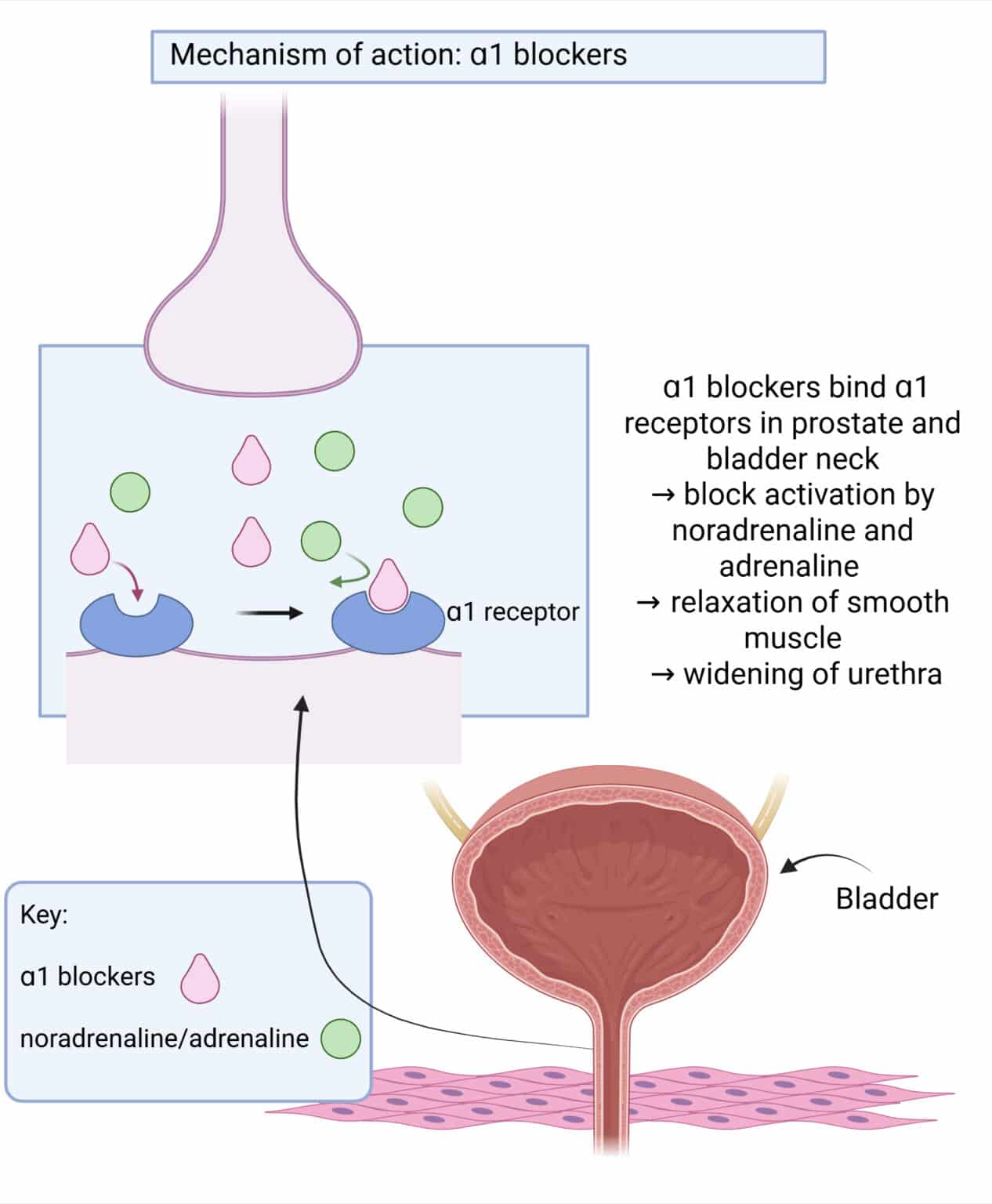 ɑ1-blockers for BPH and Urinary Retention