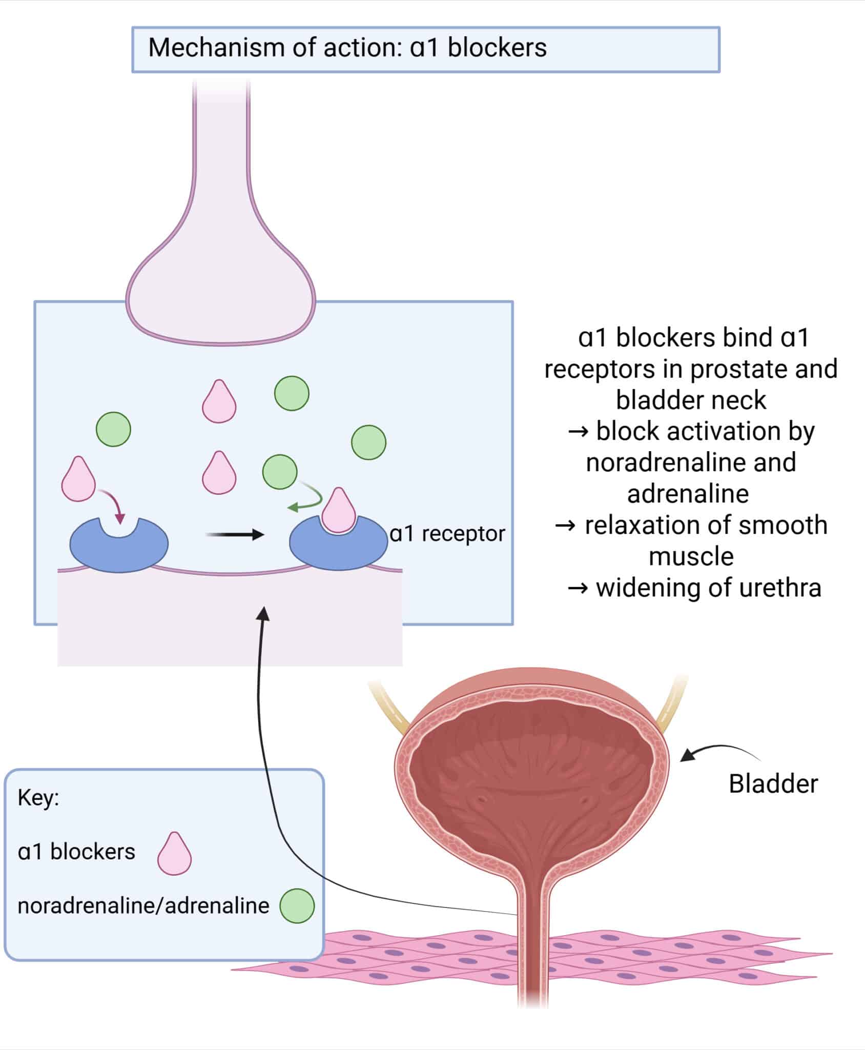 ɑ1-blockers for BPH and Urinary Retention