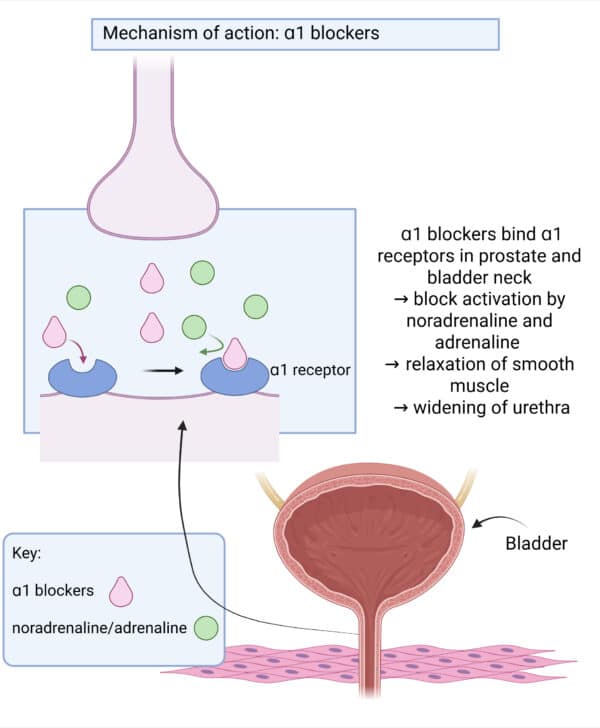ɑ1-blockers for BPH and Urinary Retention