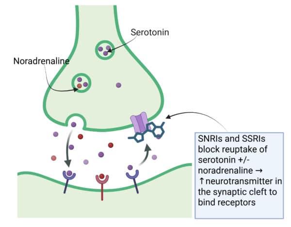 SSRIs and SNRIs: Mechanism of Action, Side Effects, Interactions, and ...
