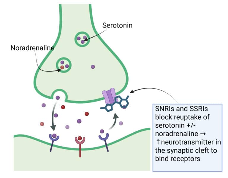 SSRIs and SNRIs: Mechanism of Action, Side Effects, Interactions, and ...