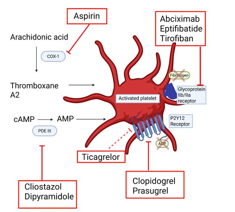 Antiplatelet Drugs Made Easy: Mechanisms, Indications & Side Effects ...
