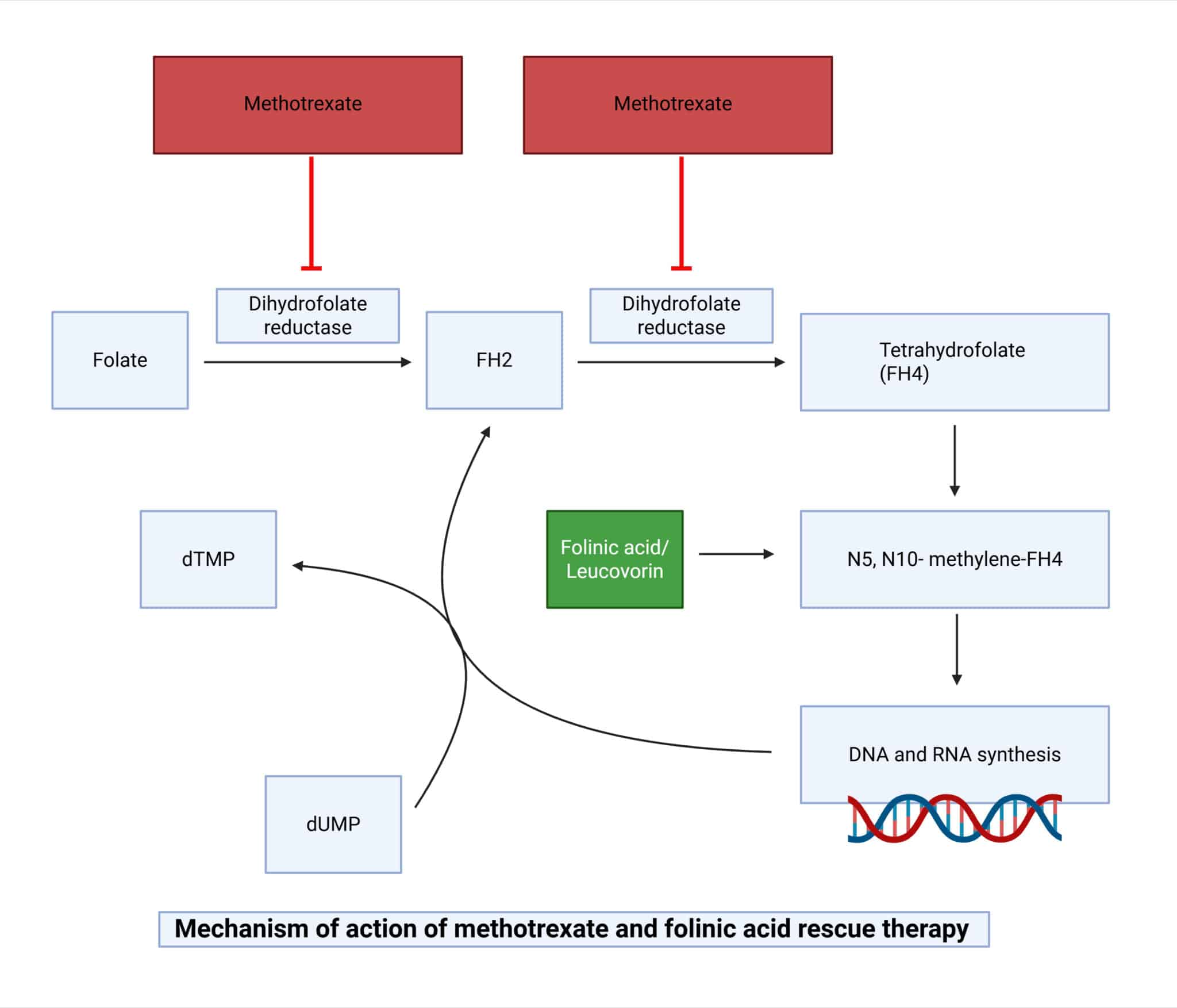 Methotrexate: Pharmacology, Indications, Adverse Effects, Interactions ...