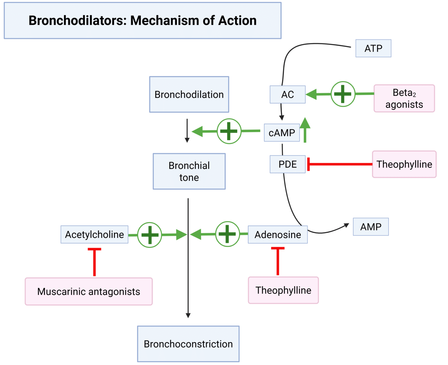Inhaled Muscarinic Antagonists (SAMA & LAMA): Mechanism ...