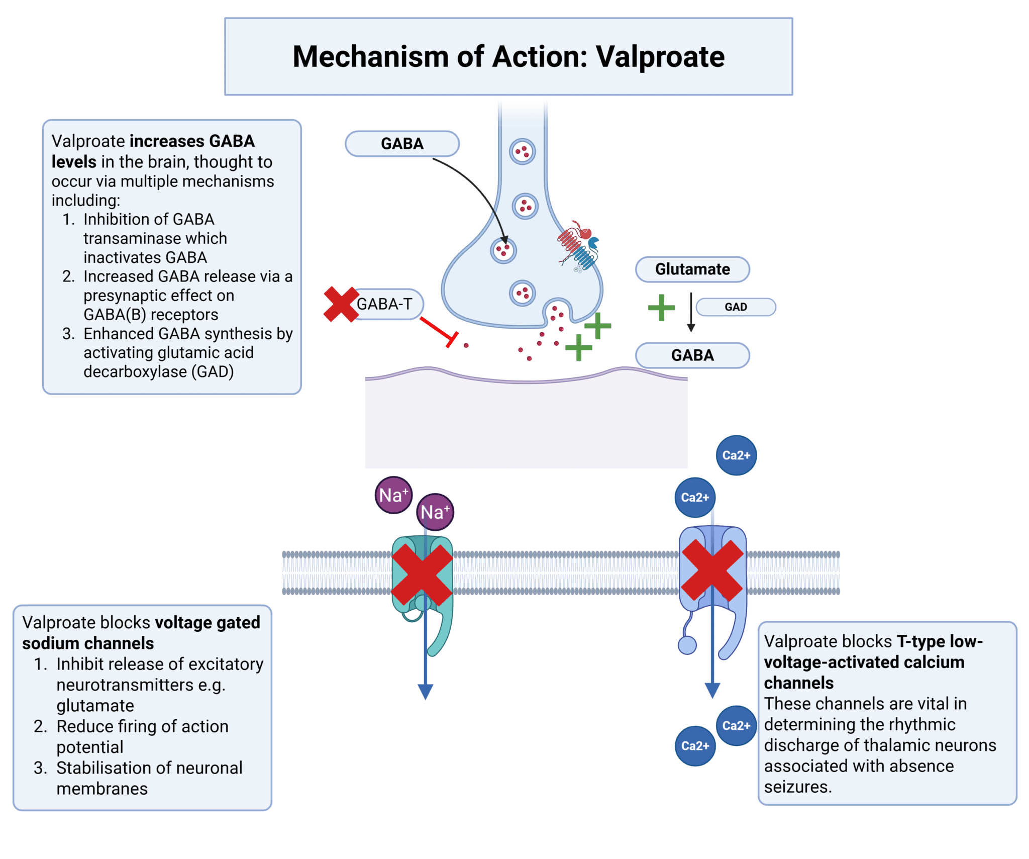 Valproate Pharmacology Explained: Mechanism, Uses, Safety & Monitoring ...